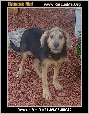 - Delaware Dog Rescue - ADOPTIONS - Rescue Me!