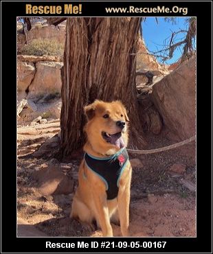 - Arizona Golden Retriever Rescue - ADOPTIONS - Rescue Me!