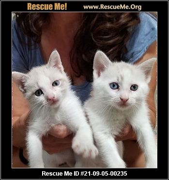 - Arizona Cat Rescue - ADOPTIONS - Rescue Me!