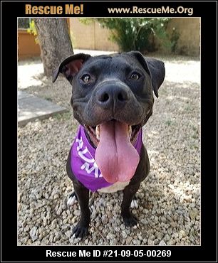 - Arizona Dog Rescue - ADOPTIONS - Rescue Me!