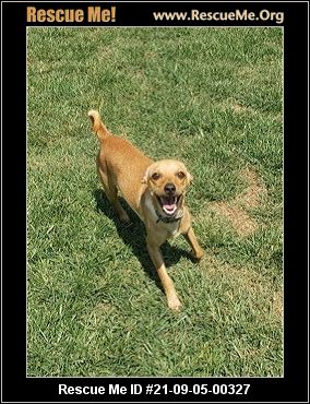 - Alabama Dog Rescue - ADOPTIONS - Rescue Me!