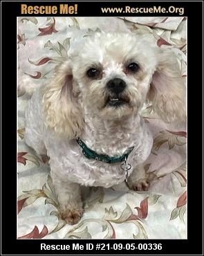 - California Poodle Rescue - ADOPTIONS - Rescue Me!