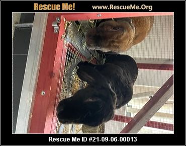 - Florida Rabbit Rescue - ADOPTIONS - Rescue Me!