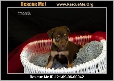- Alabama Dog Rescue - ADOPTIONS - Rescue Me!