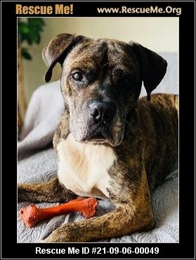 - Florida Boxer Rescue - ADOPTIONS - Rescue Me!