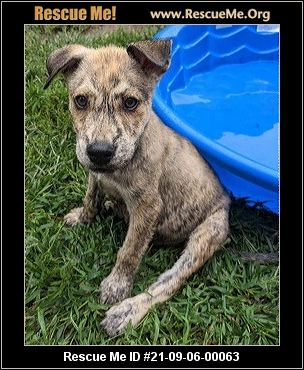 - New Jersey Dog Rescue - ADOPTIONS - Rescue Me!