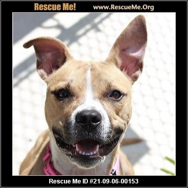 - Texas Mutt Rescue - ADOPTIONS - Rescue Me!