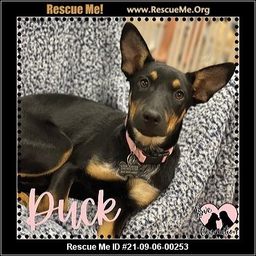 - Arizona Dog Rescue - ADOPTIONS - Rescue Me!