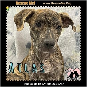- Arizona Dog Rescue - ADOPTIONS - Rescue Me!