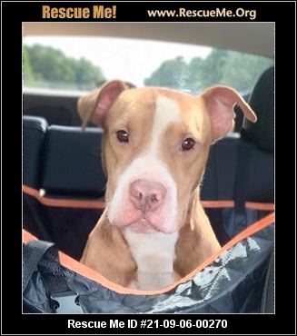 - Florida Dog Rescue - ADOPTIONS - Rescue Me!