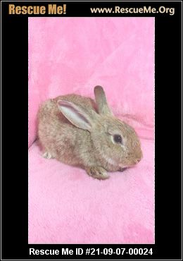 - California Rabbit Rescue - ADOPTIONS - Rescue Me!