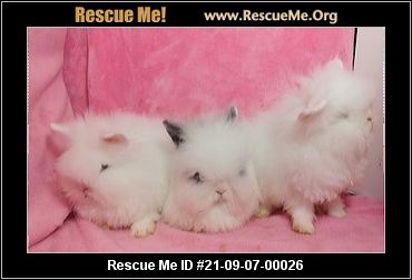 - California Rabbit Rescue - ADOPTIONS - Rescue Me!