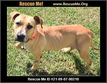 - Florida Black Mouth Cur Rescue - ADOPTIONS - Rescue Me!