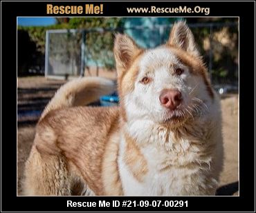 - California Siberian Husky Rescue - ADOPTIONS - Rescue Me!