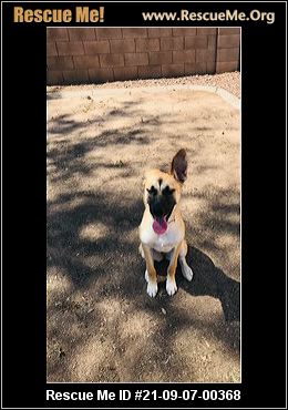 - Arizona Dog Rescue - ADOPTIONS - Rescue Me!