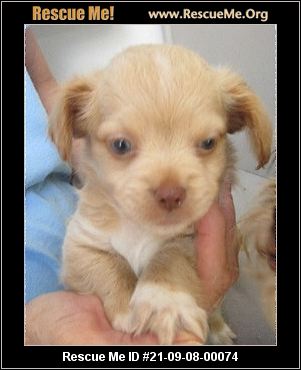 - Iowa Dog Rescue - ADOPTIONS - Rescue Me!