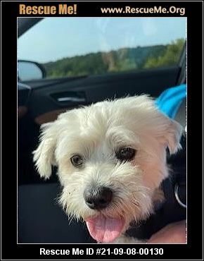 - Indiana Dog Rescue - ADOPTIONS - Rescue Me!