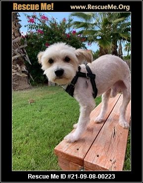 - Arizona Dog Rescue - ADOPTIONS - Rescue Me!