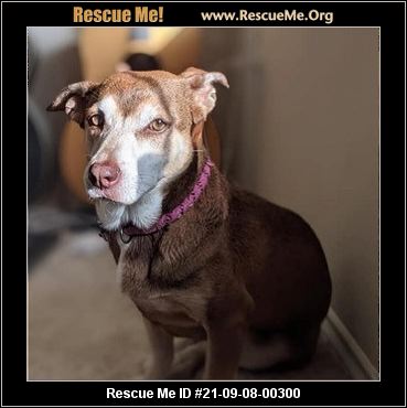 - Texas Mutt Rescue - ADOPTIONS - Rescue Me!