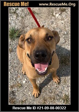 - Texas Mutt Rescue - ADOPTIONS - Rescue Me!