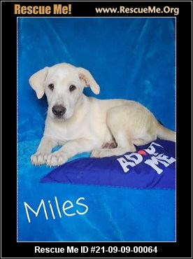 - Delaware Dog Rescue - ADOPTIONS - Rescue Me!