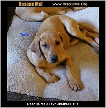 - New Jersey Lab Rescue - ADOPTIONS - Rescue Me!