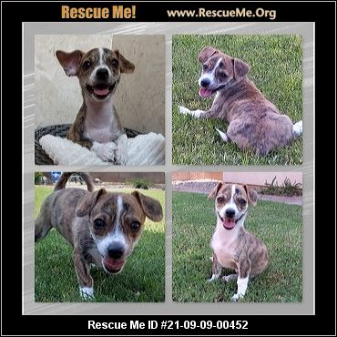 - Arizona Dog Rescue - ADOPTIONS - Rescue Me!