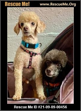 - Florida Poodle Rescue - ADOPTIONS - Rescue Me!