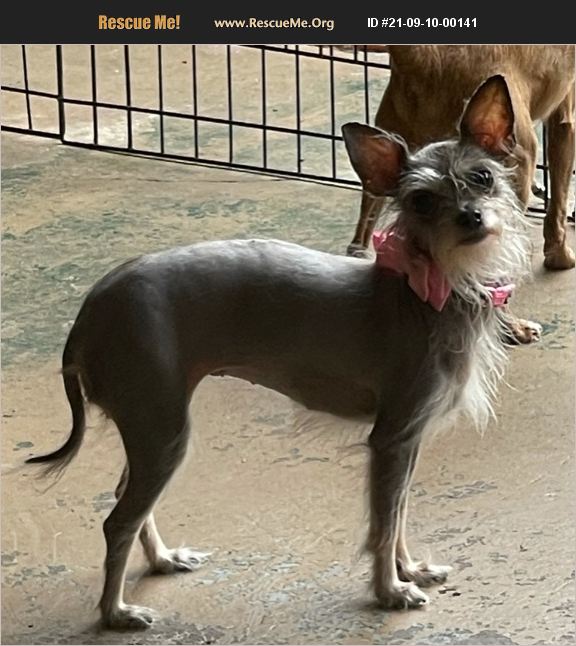 ADOPT 21091000141 ~ Chinese Crested Rescue ~ Spring Hill, FL