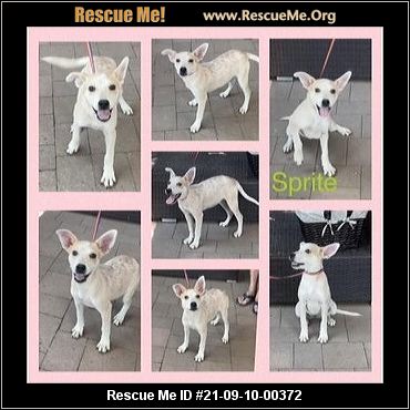 - Arizona Dog Rescue - ADOPTIONS - Rescue Me!