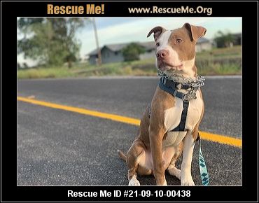 - California Pit Bull Rescue - ADOPTIONS - Rescue Me!