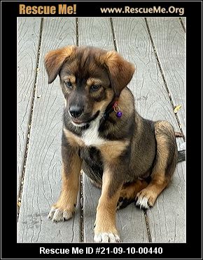 - Colorado Corgi Rescue - ADOPTIONS - Rescue Me!