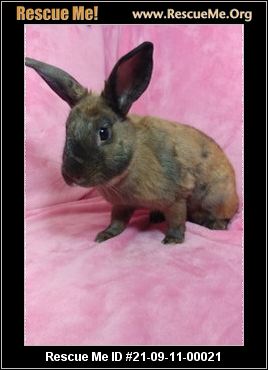 - California Rabbit Rescue - ADOPTIONS - Rescue Me!