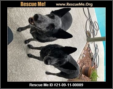 - Arizona Dog Rescue - ADOPTIONS - Rescue Me!