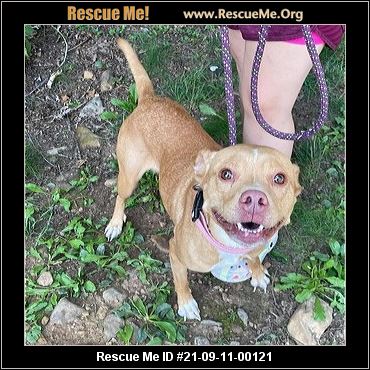 - Virginia Dog Rescue - ADOPTIONS - Rescue Me!