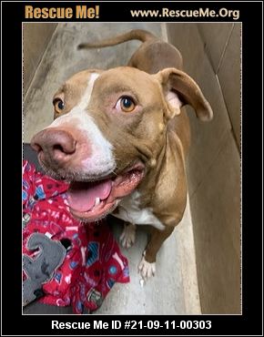 - Arizona Dog Rescue - ADOPTIONS - Rescue Me!