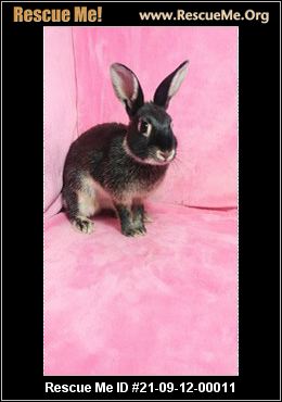 - California Rabbit Rescue - ADOPTIONS - Rescue Me!