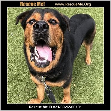 - Rhode Island Dog Rescue - ADOPTIONS - Rescue Me!