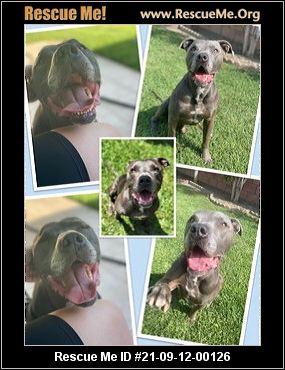 - California Pit Bull Rescue - ADOPTIONS - Rescue Me!