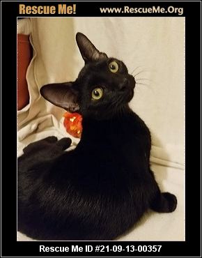 - Arizona Cat Rescue - ADOPTIONS - Rescue Me!