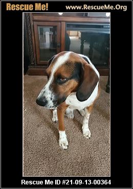 - Virginia Dog Rescue - ADOPTIONS - Rescue Me!