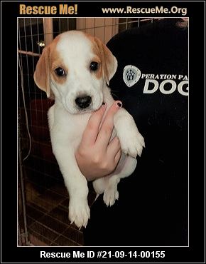 - Virginia Dog Rescue - ADOPTIONS - Rescue Me!