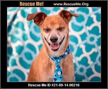 - Arizona Dog Rescue - ADOPTIONS - Rescue Me!