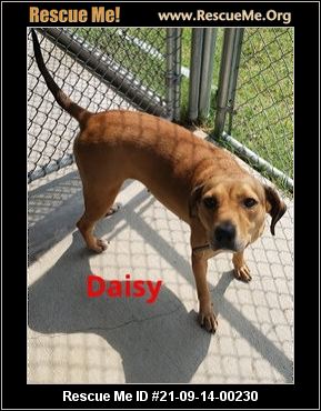 - Virginia Dog Rescue - ADOPTIONS - Rescue Me!