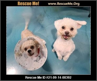 - Florida Poodle Rescue - ADOPTIONS - Rescue Me!