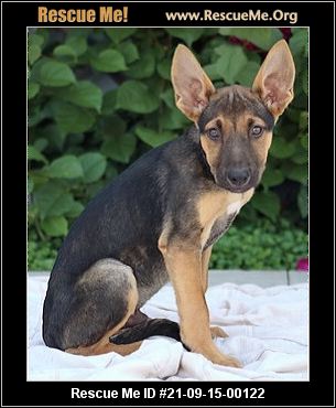 - California German Shepherd Rescue - ADOPTIONS - Rescue Me!