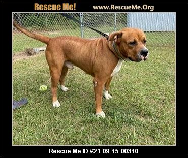 - Rhode Island Dog Rescue - ADOPTIONS - Rescue Me!