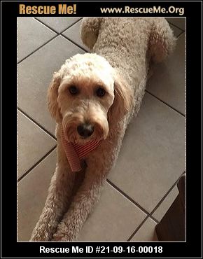 - California Poodle Rescue - ADOPTIONS - Rescue Me!