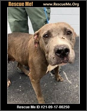 - Rhode Island Dog Rescue - ADOPTIONS - Rescue Me!