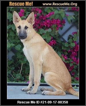 - California German Shepherd Rescue - ADOPTIONS - Rescue Me!